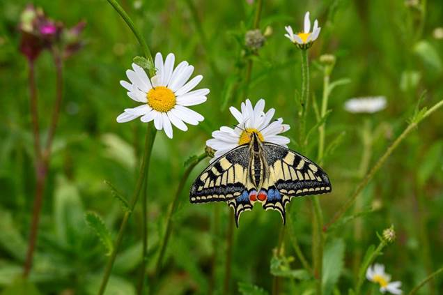 Vlinderpoppenkast: volg live de geboorte van tientallen ...